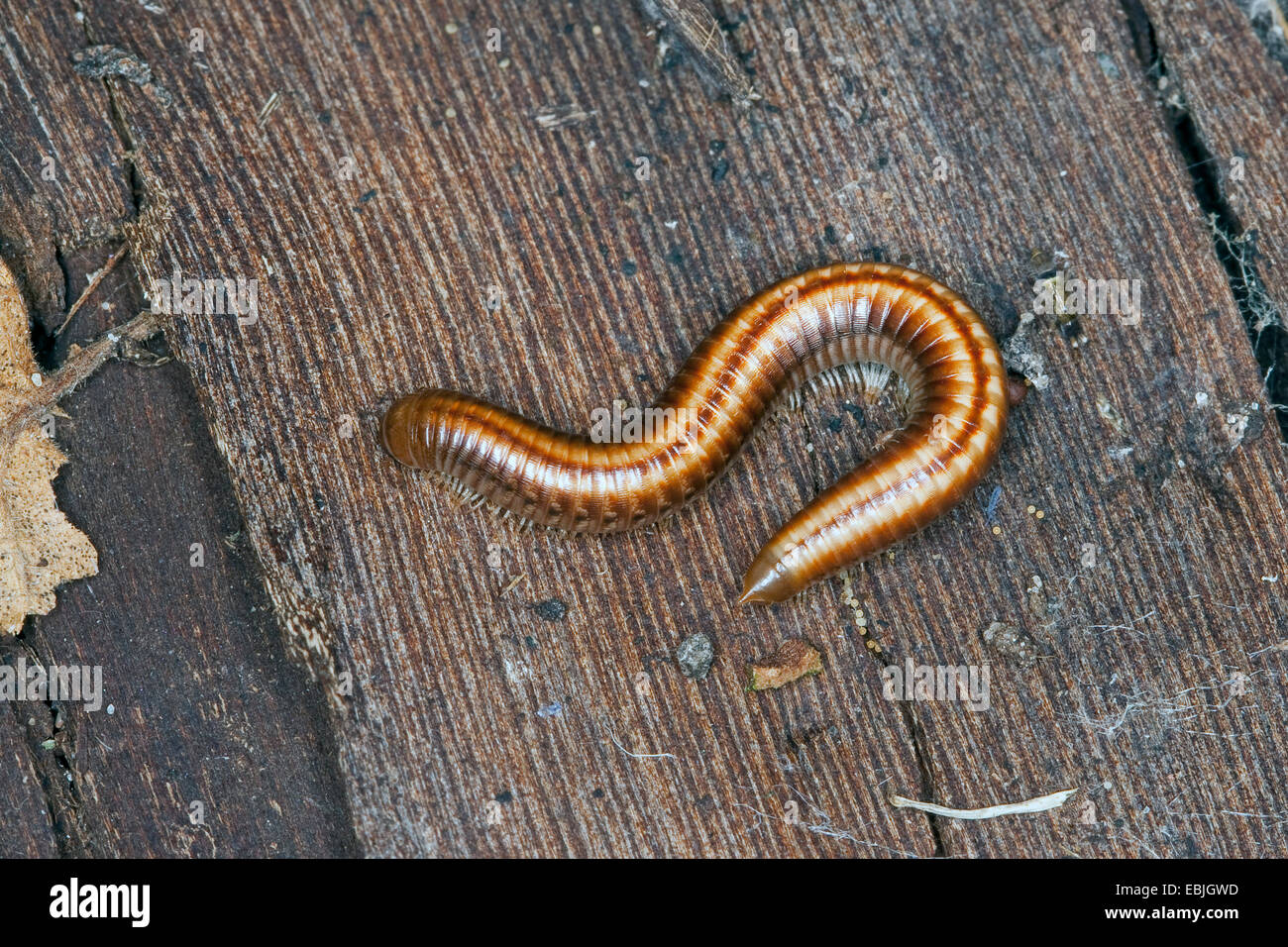 Striped Millipedes High Resolution Stock Photography and Images - Alamy