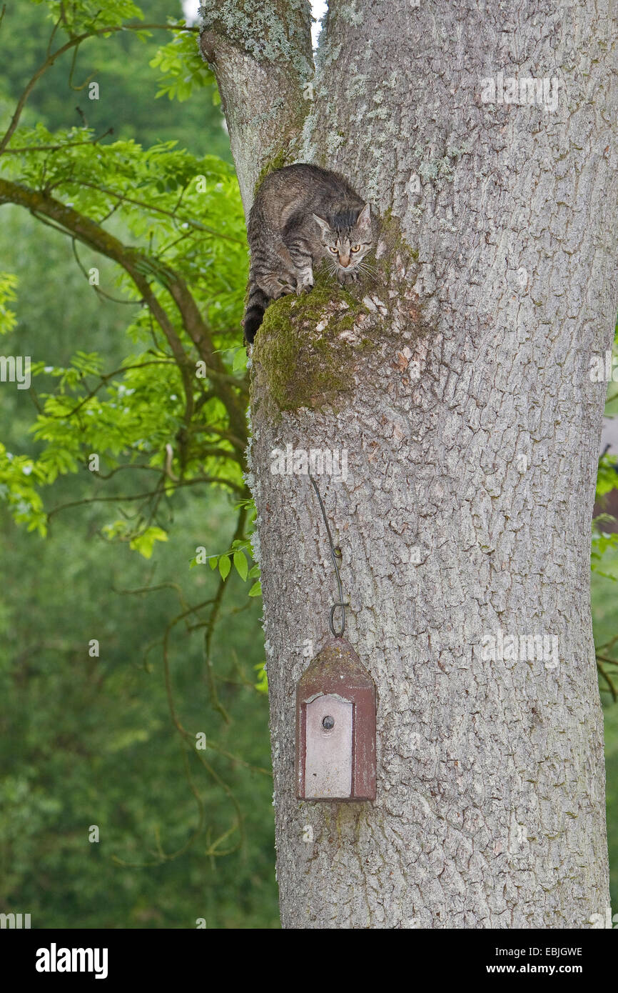 domestic cat, house cat (Felis silvestris f. catus), climbing up a tree ...