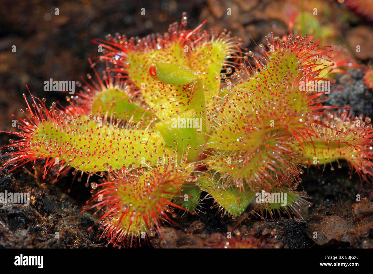 Sundew (Drosera admirabilis Stock Photo - Alamy