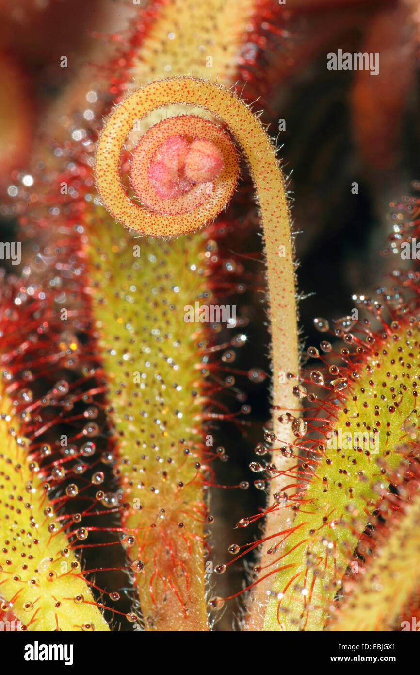 Cape sundew (Drosera capensis), developing inflorescence Stock Photo ...