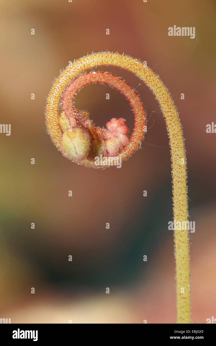 Cape sundew (Drosera capensis), developing inflorescence Stock Photo ...