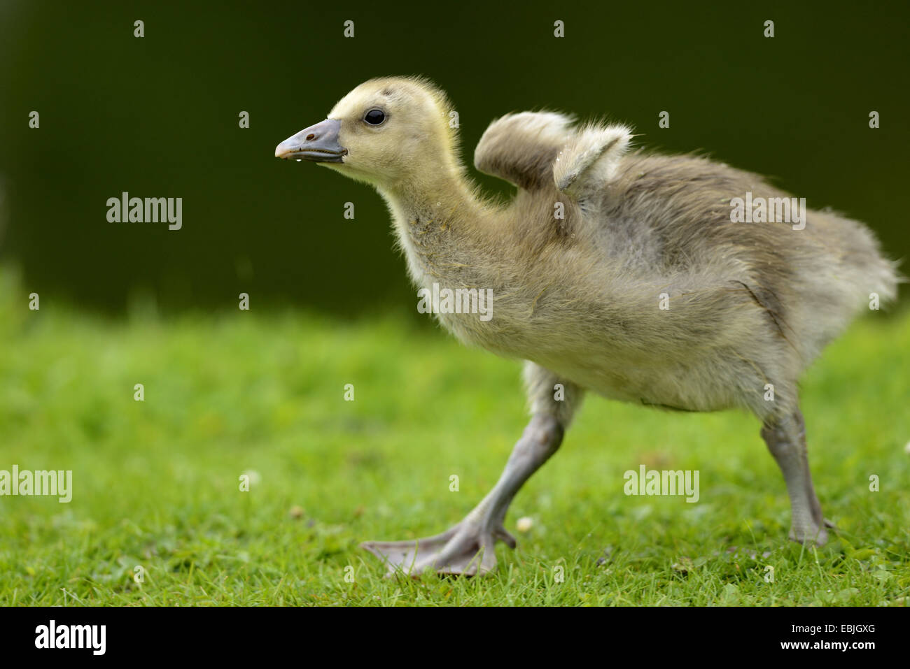 Goose with wings outstretched hi-res stock photography and images - Alamy