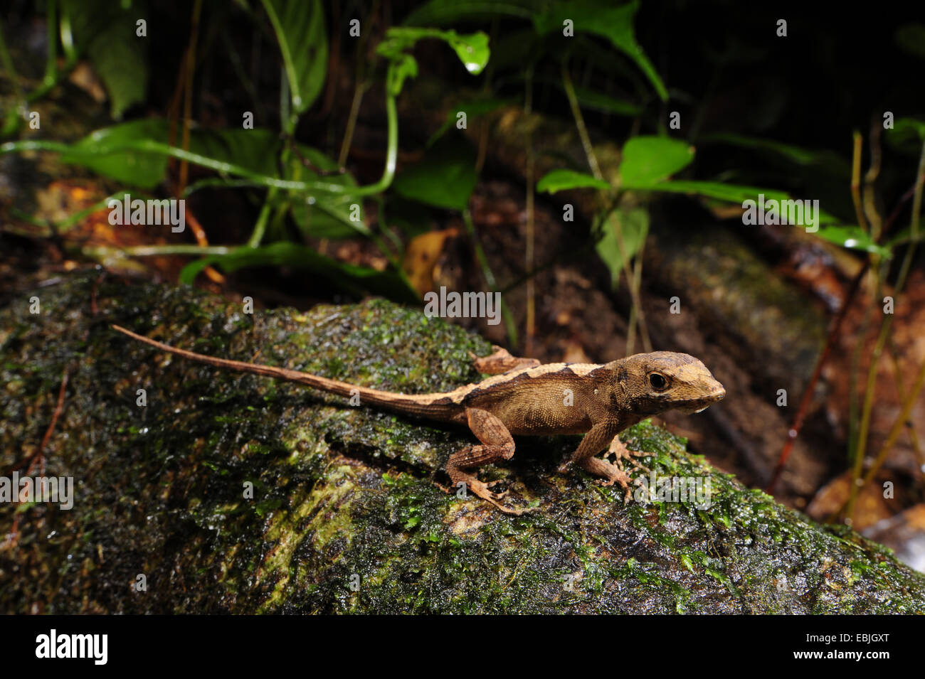 Honduras national tree hi-res stock photography and images - Alamy