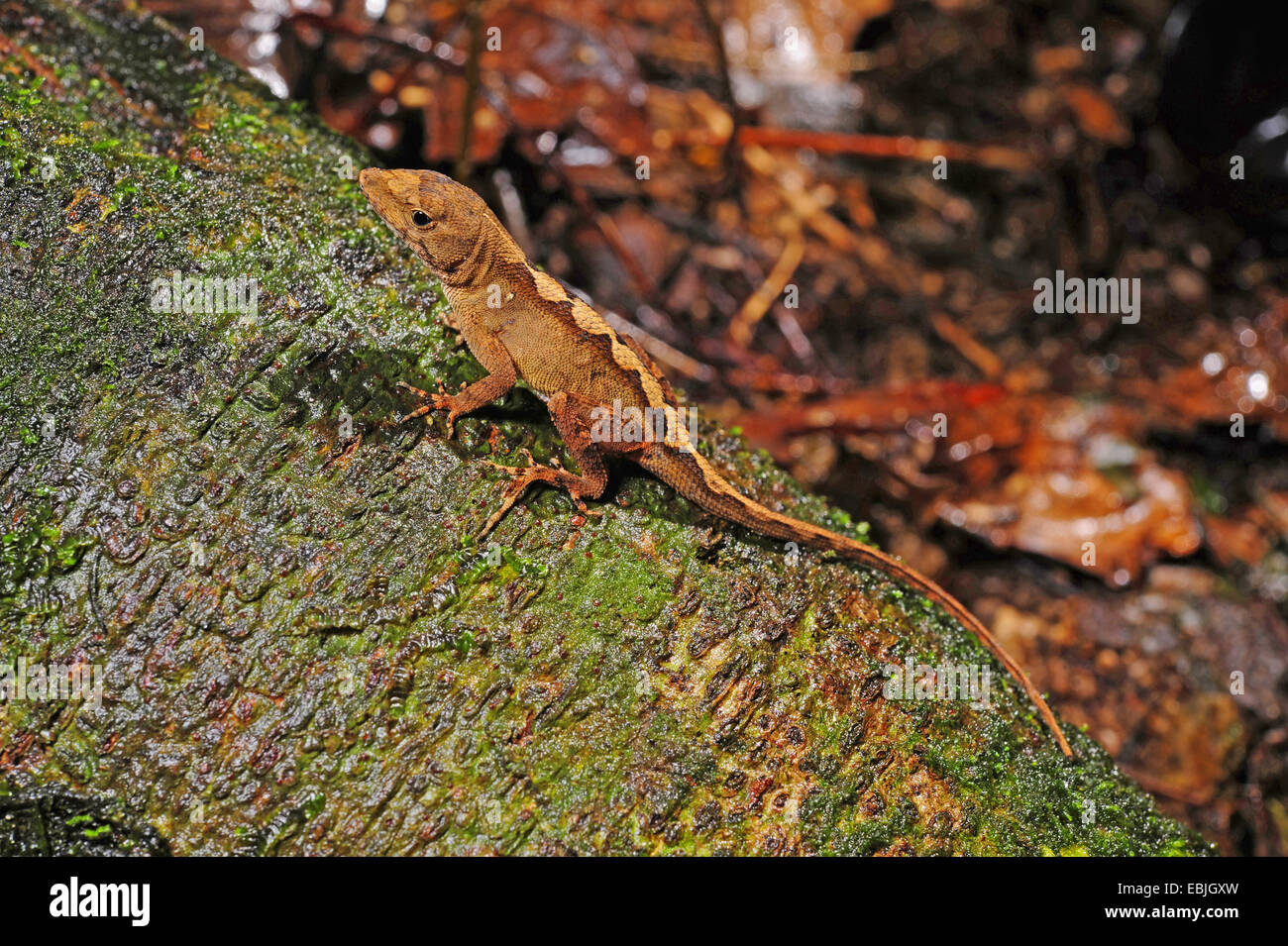 anole (Anolis cf. tropidonotus, Norops cf. tropidonotus ), sitting on a ...