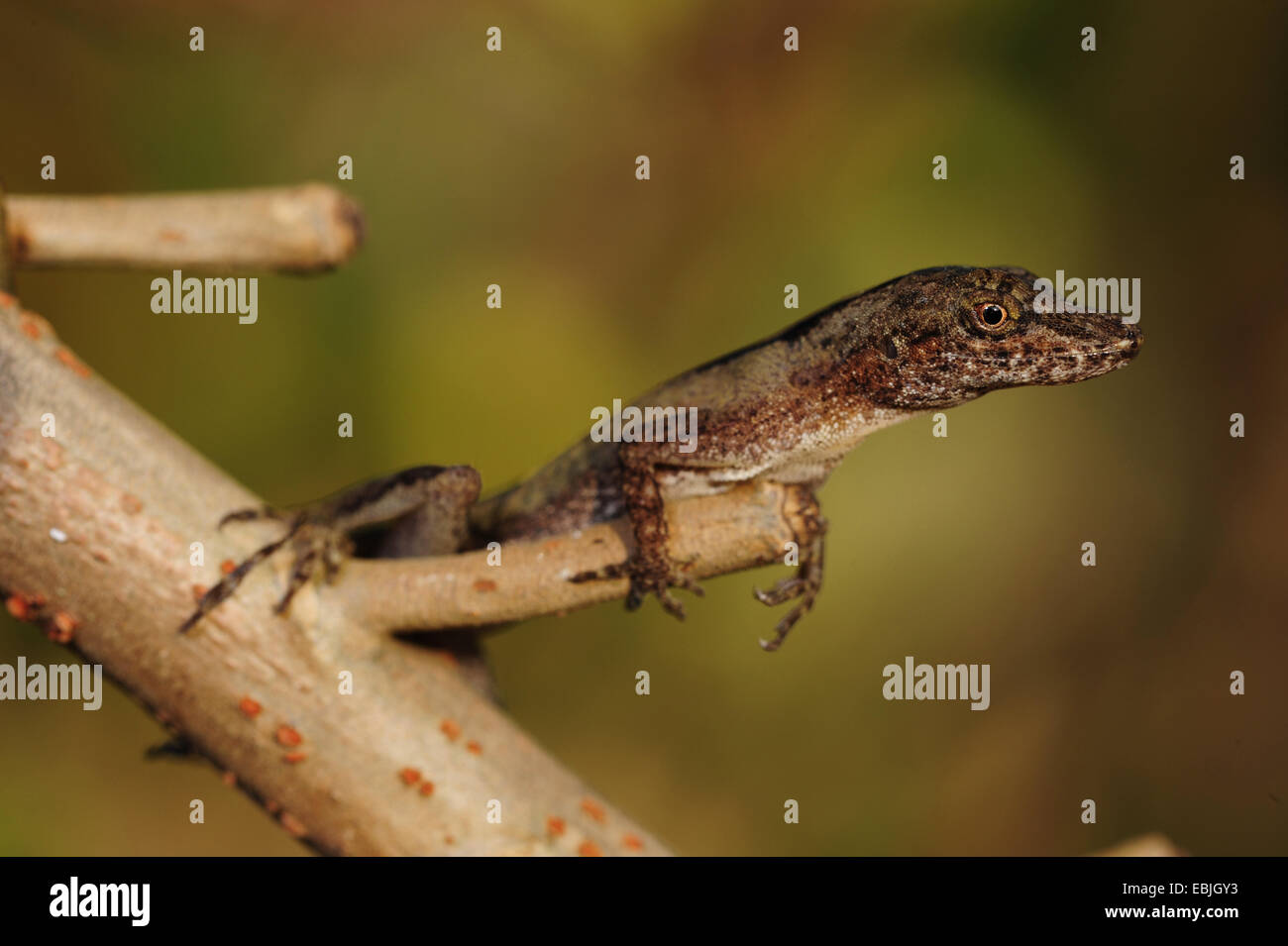 Norops cf hi-res stock photography and images - Alamy