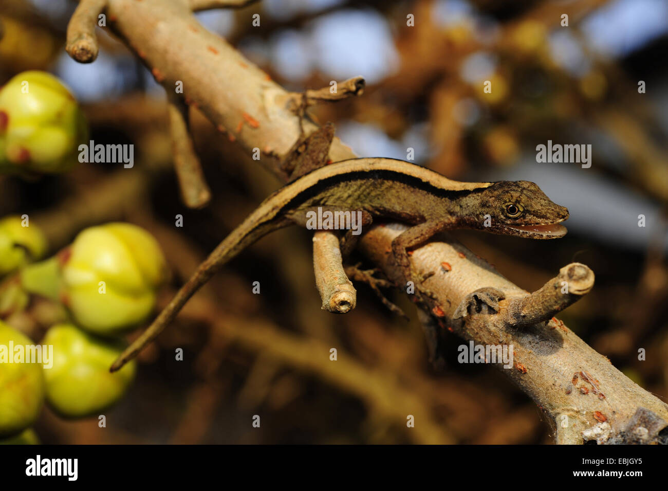 Norops cf hi-res stock photography and images - Alamy
