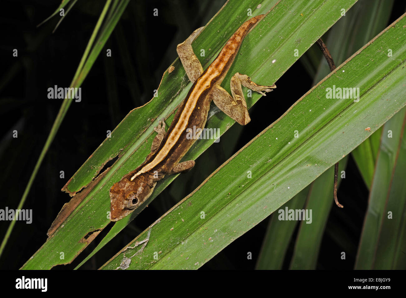 Norops lemurinus hi-res stock photography and images - Alamy