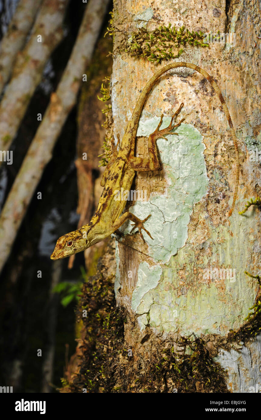 Anole anolis spec hi-res stock photography and images - Alamy