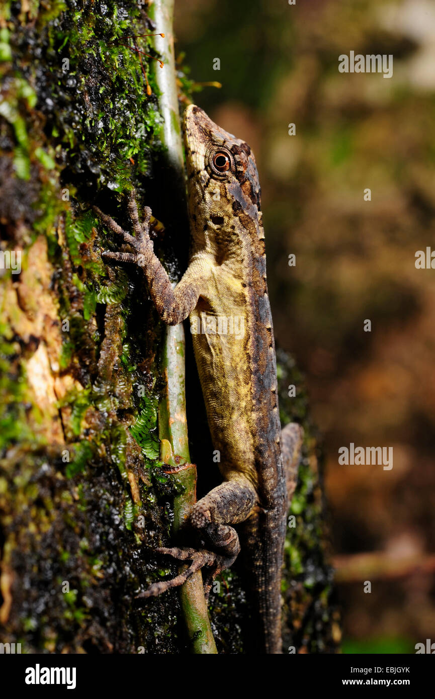 anole (Anolis spec.), sitting on tree trunk, Honduras, Pico Bonito ...