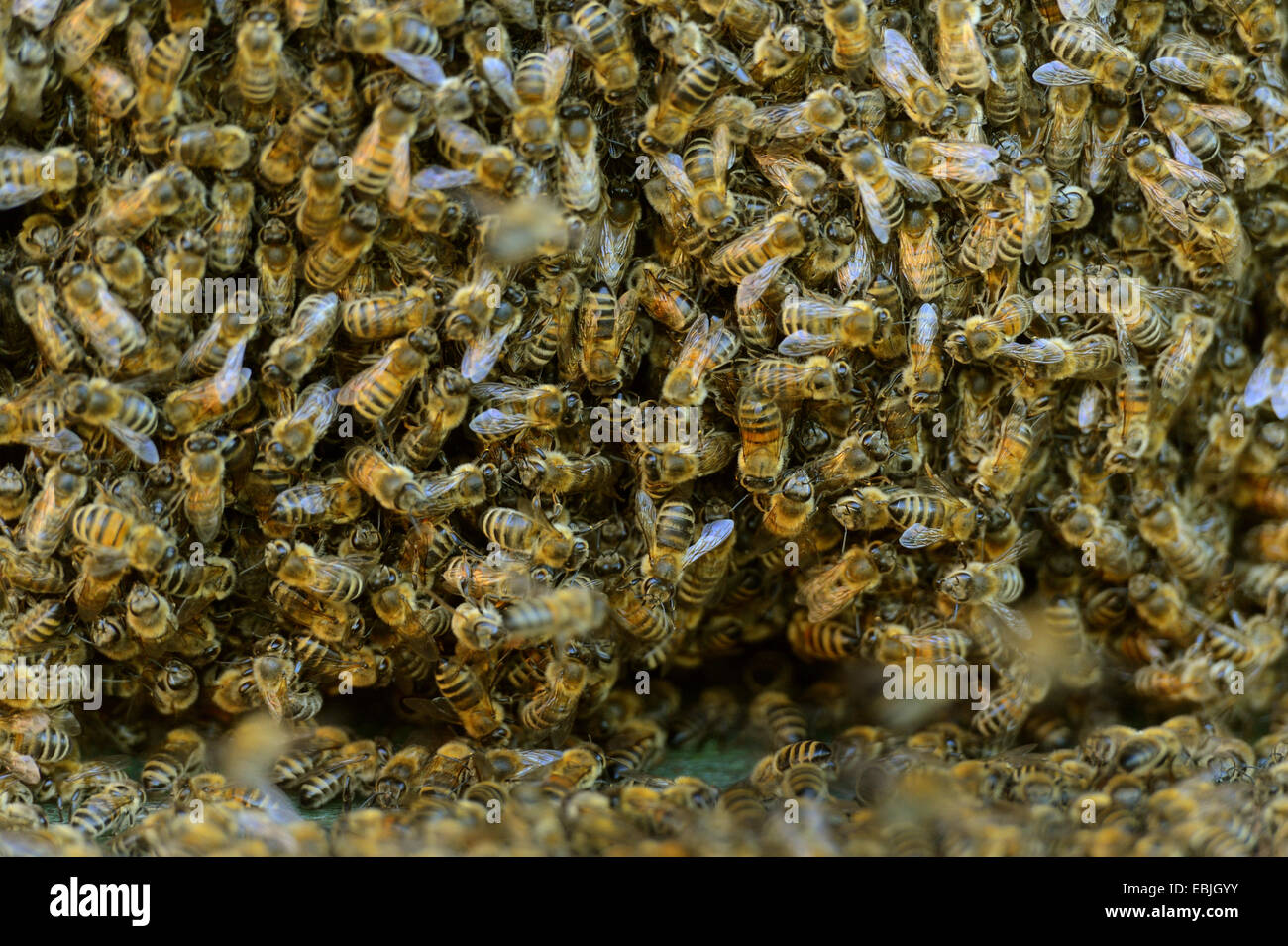 honey bee, hive bee (Apis mellifera mellifera), milling mass in a ...