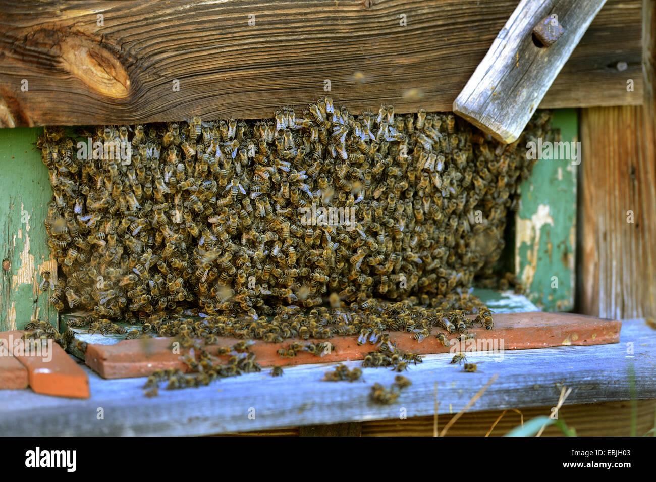 Lots of beehives hi-res stock photography and images - Alamy
