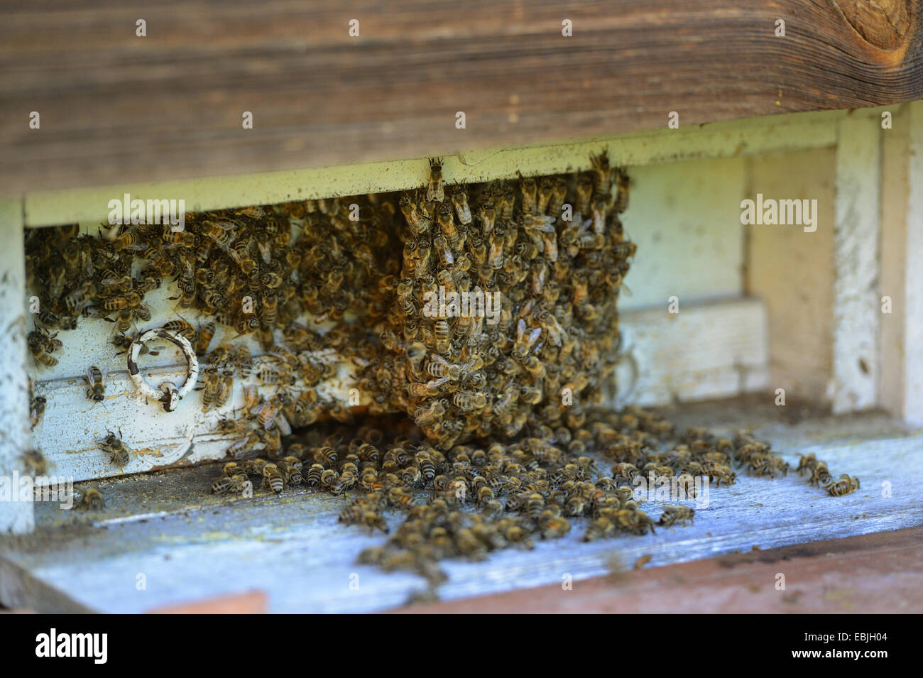 honey bee, hive bee (Apis mellifera mellifera), bee colony at a beehive ...