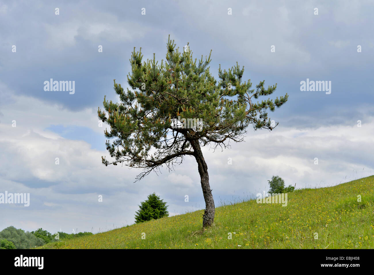 Scotch pine, scots pine (Pinus sylvestris), single tree in a steep ...