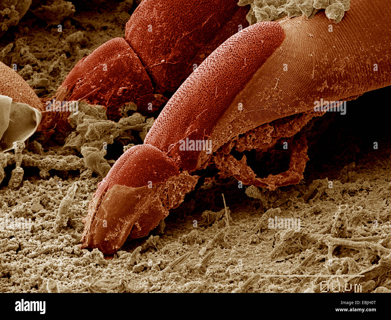 Bug surface hi-res stock photography and images - Alamy