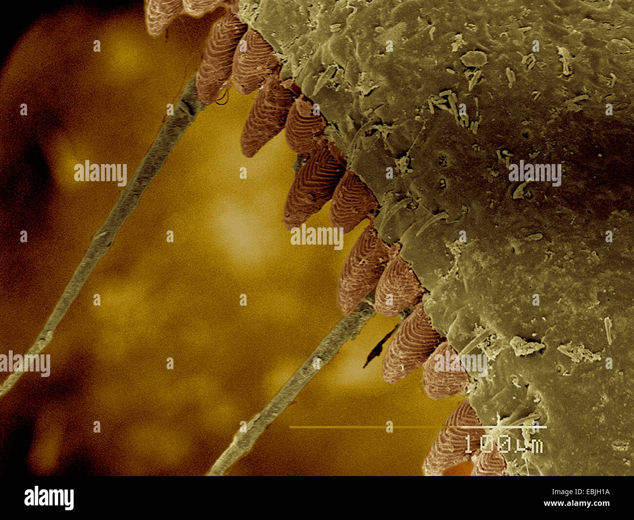 Front leg of Ambush bug SEM Stock Photo - Alamy