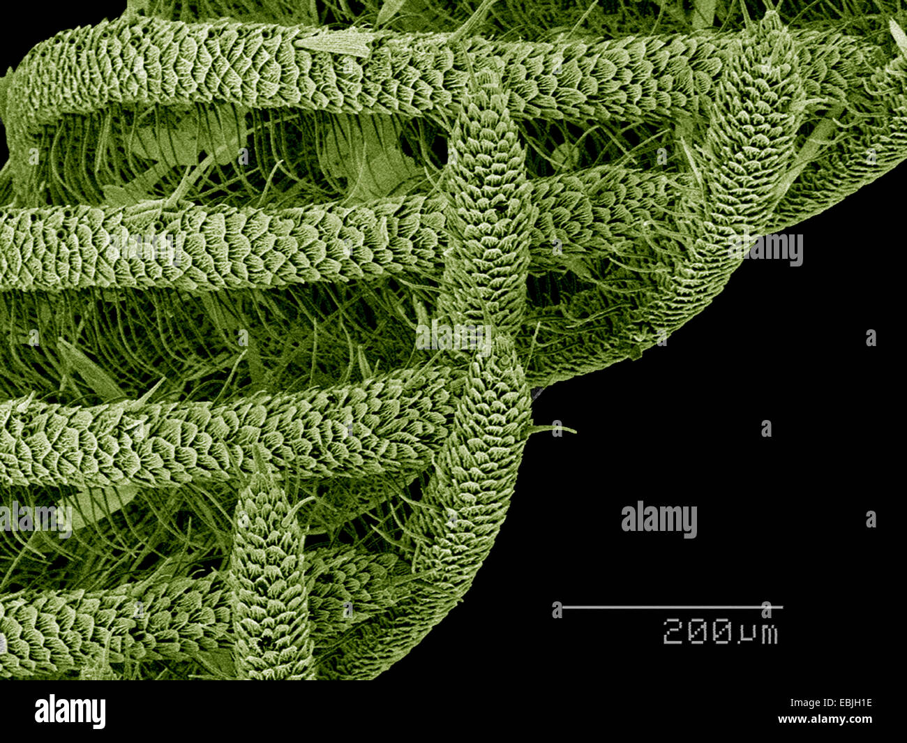 Moth antenna, Lepidoptera SEM Stock Photo - Alamy