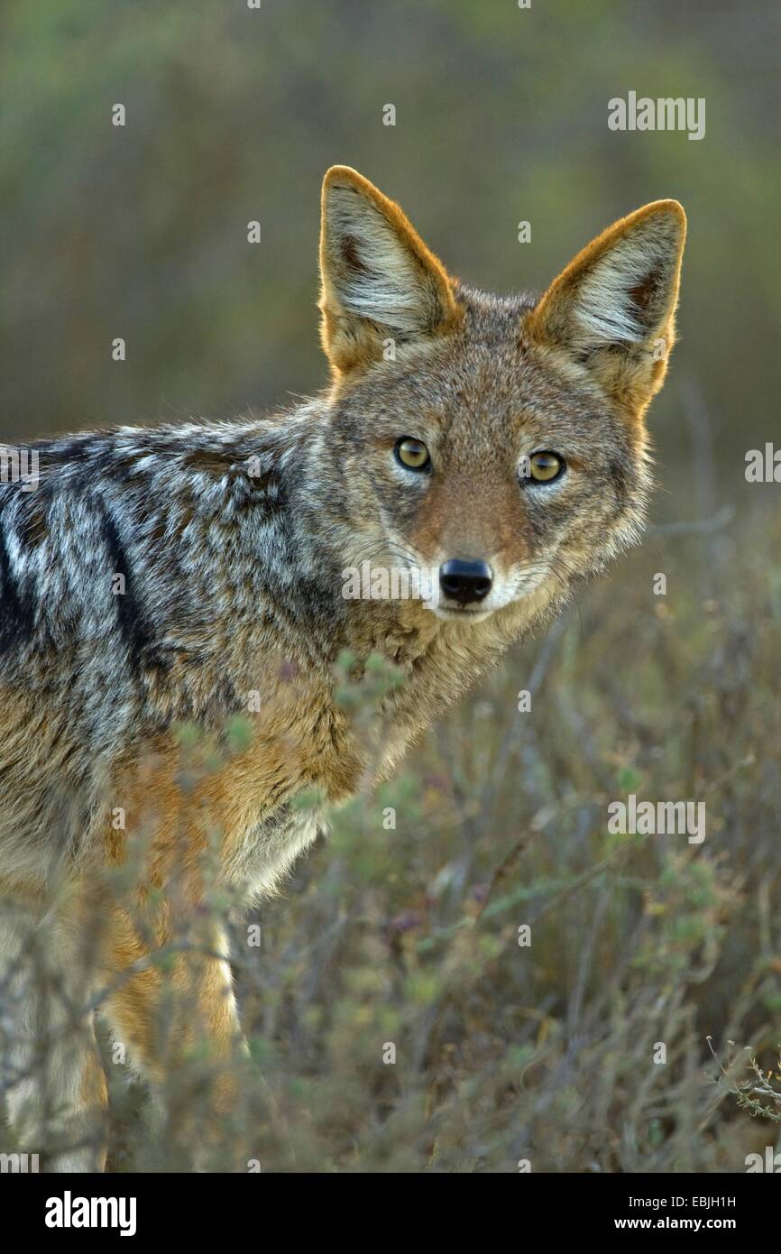 black-backed jackal (Canis mesomelas), looking back, South Africa ...