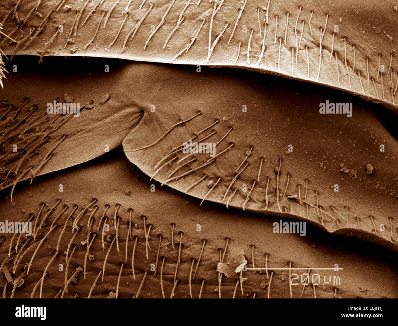 Bed bug anatomy hi-res stock photography and images - Alamy