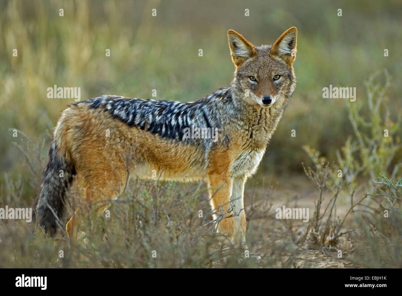 black-backed jackal (Canis mesomelas), standing in savanna, South ...