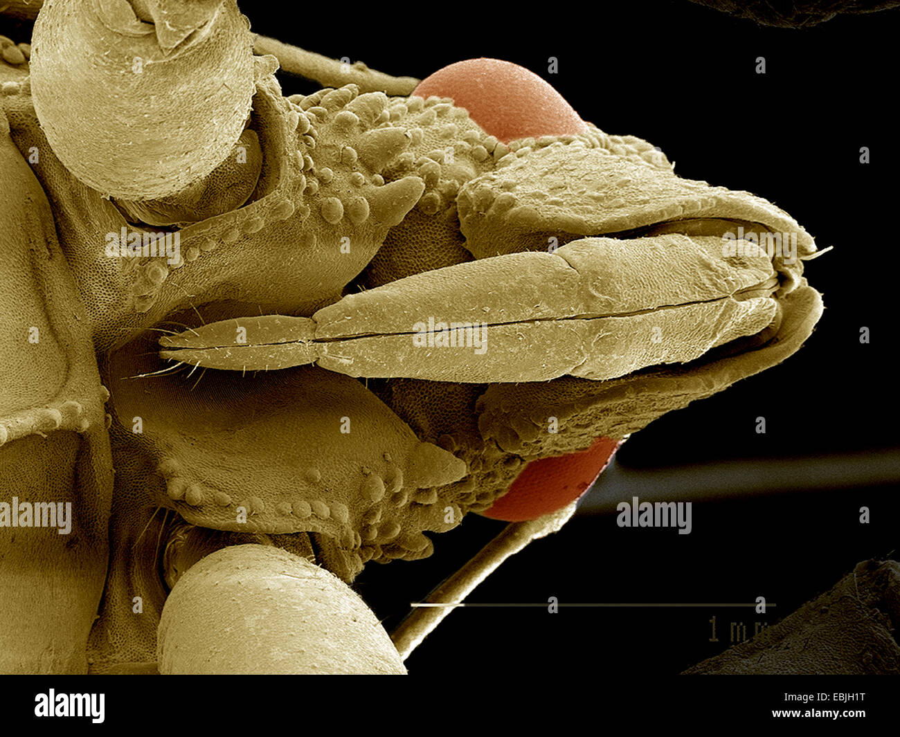 Head of Ambush bug SEM Stock Photo - Alamy