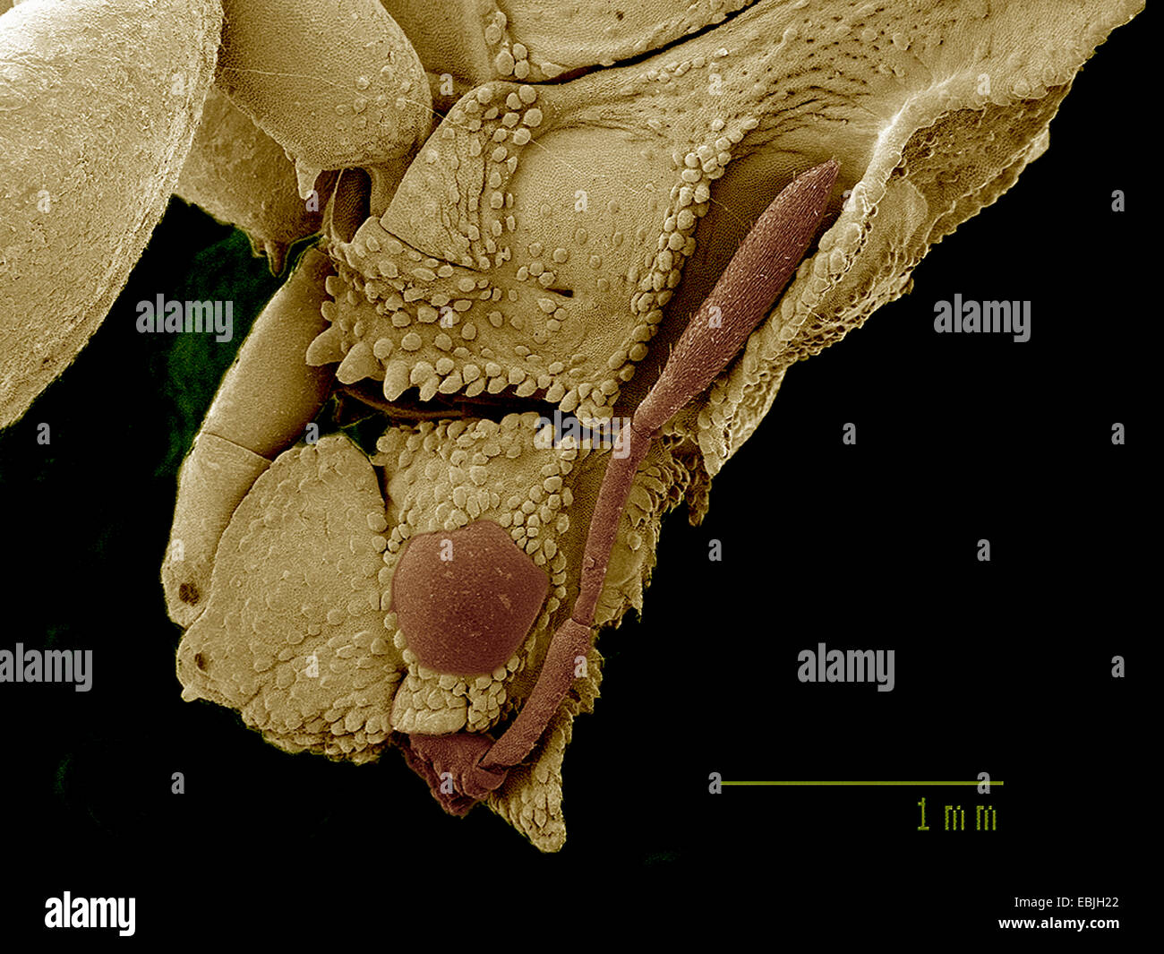 Head of Ambush bug SEM Stock Photo - Alamy