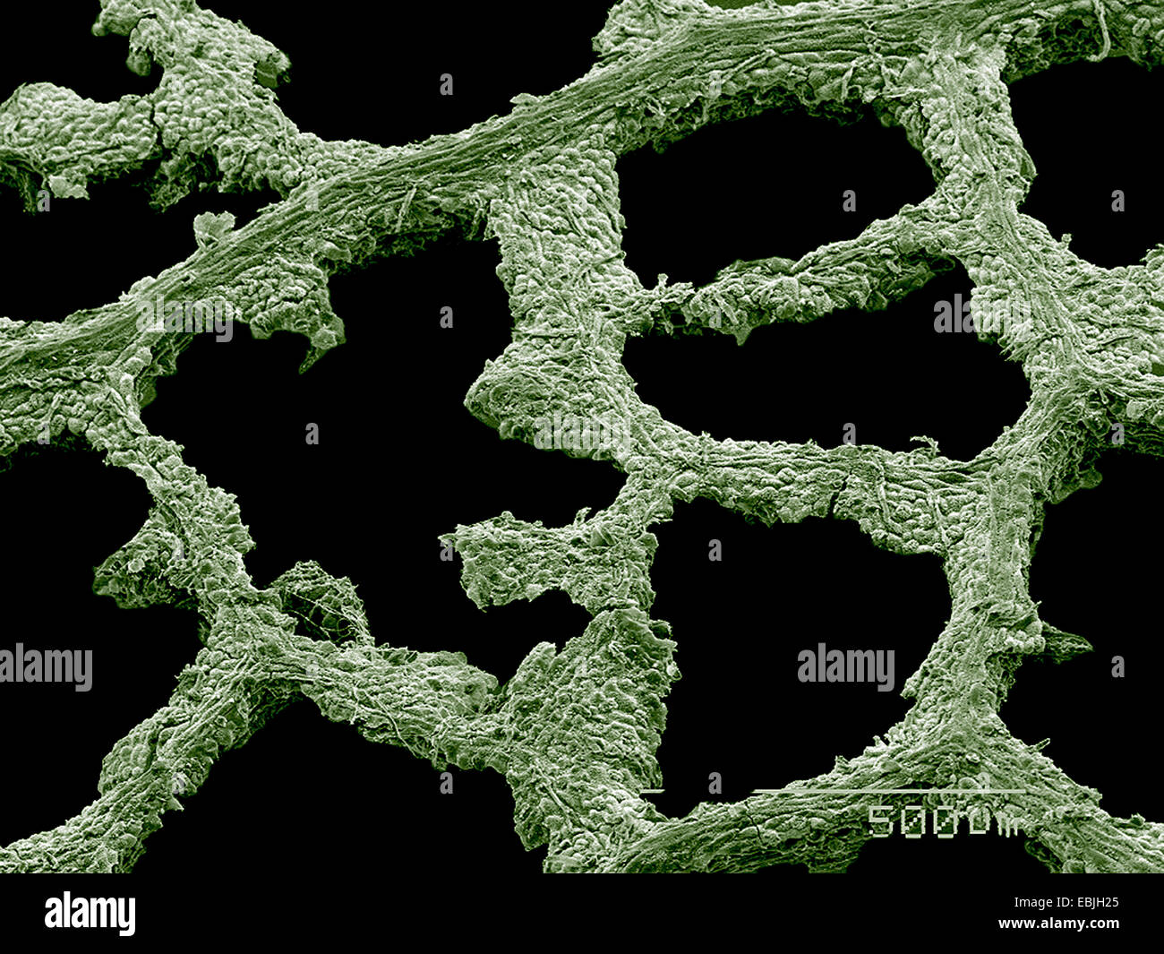 Electron microscope leaf hi-res stock photography and images - Alamy