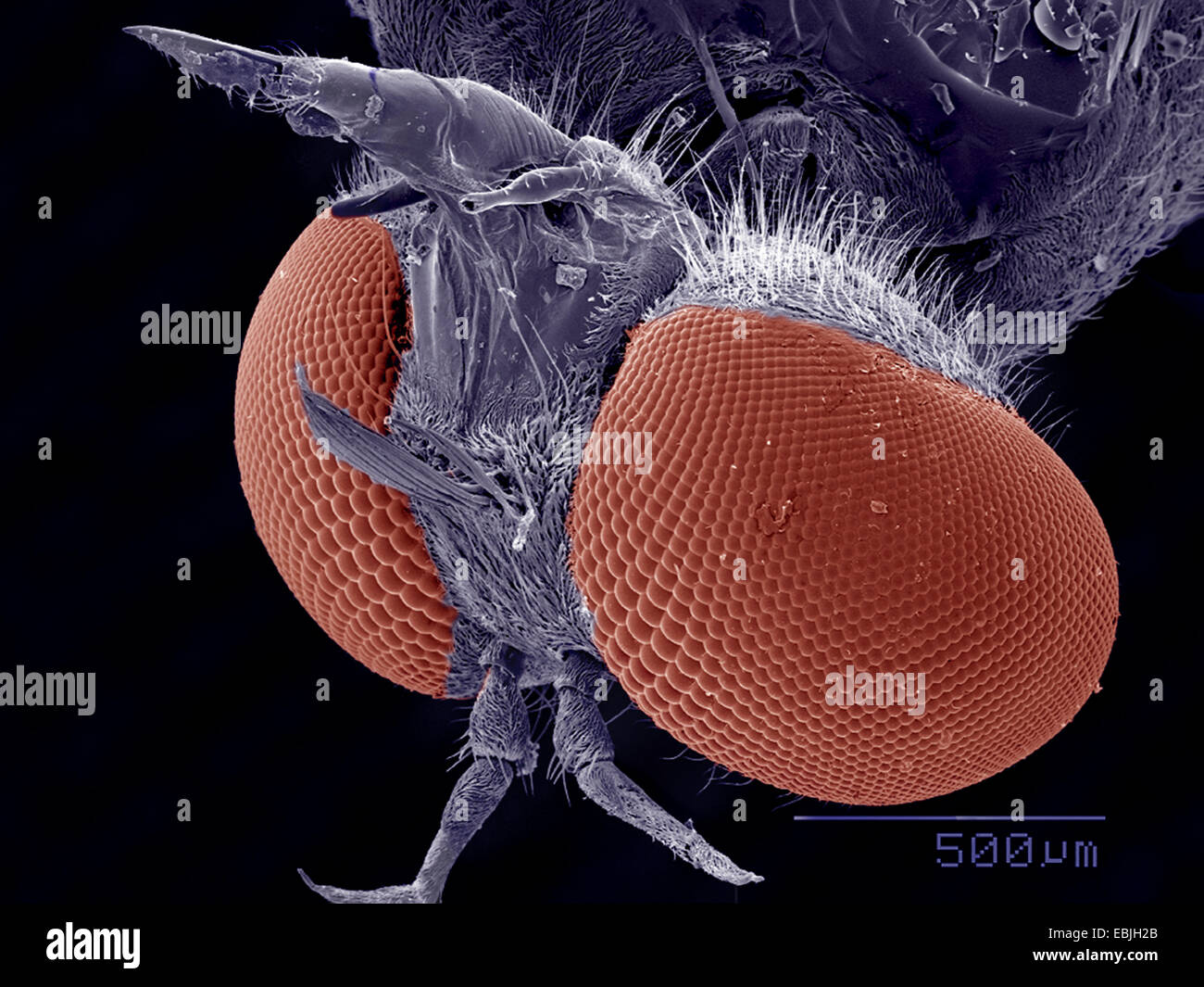 Head of Robber fly, Asilidae SEM Stock Photo - Alamy