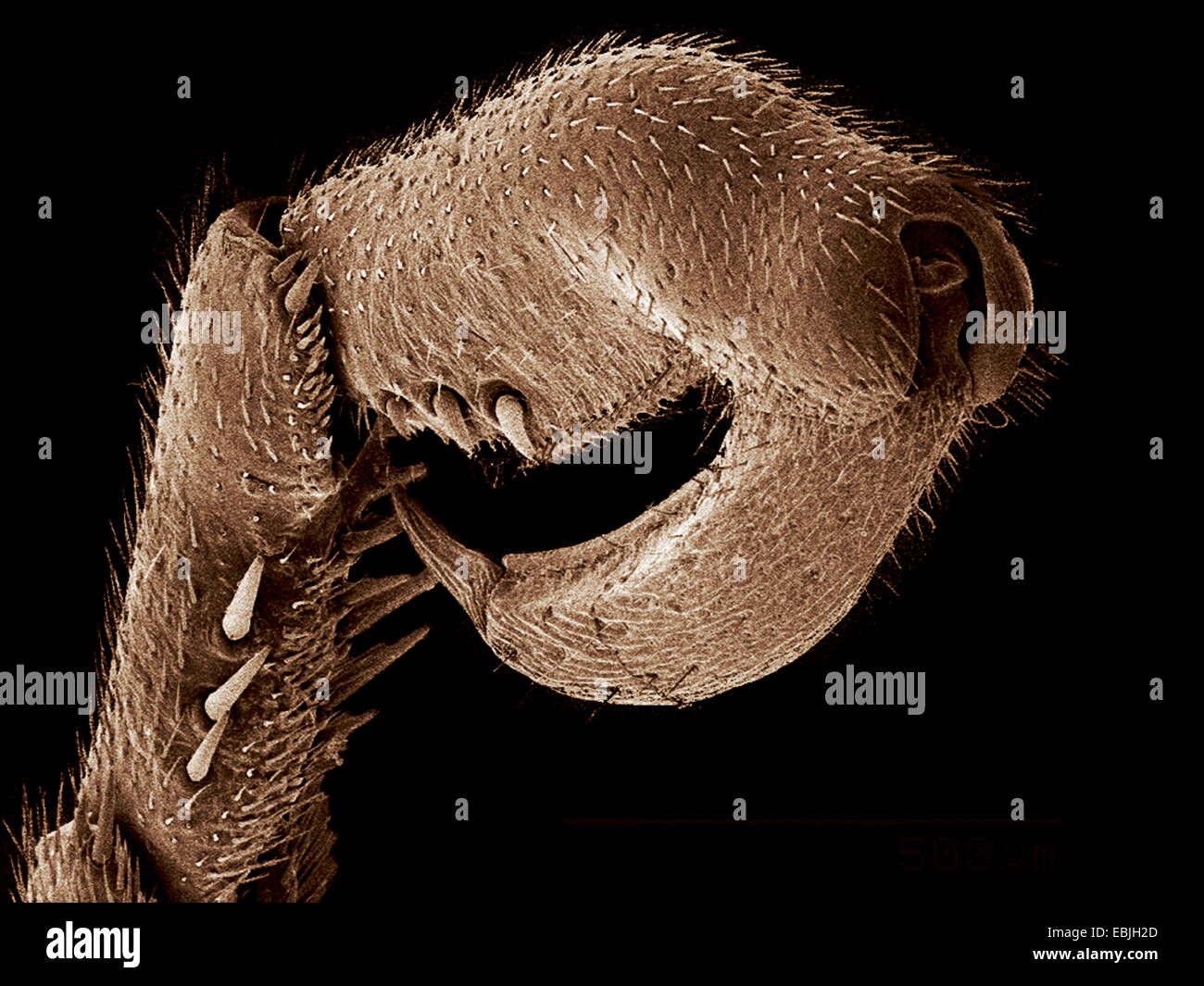 Tarsus of hanging scorpionfly hi-res stock photography and images - Alamy