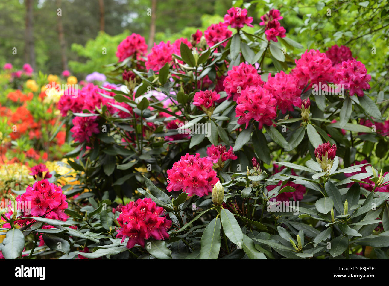 Catawba rhododendron, Catawba rose bay (Rhododendron catawbiense ...