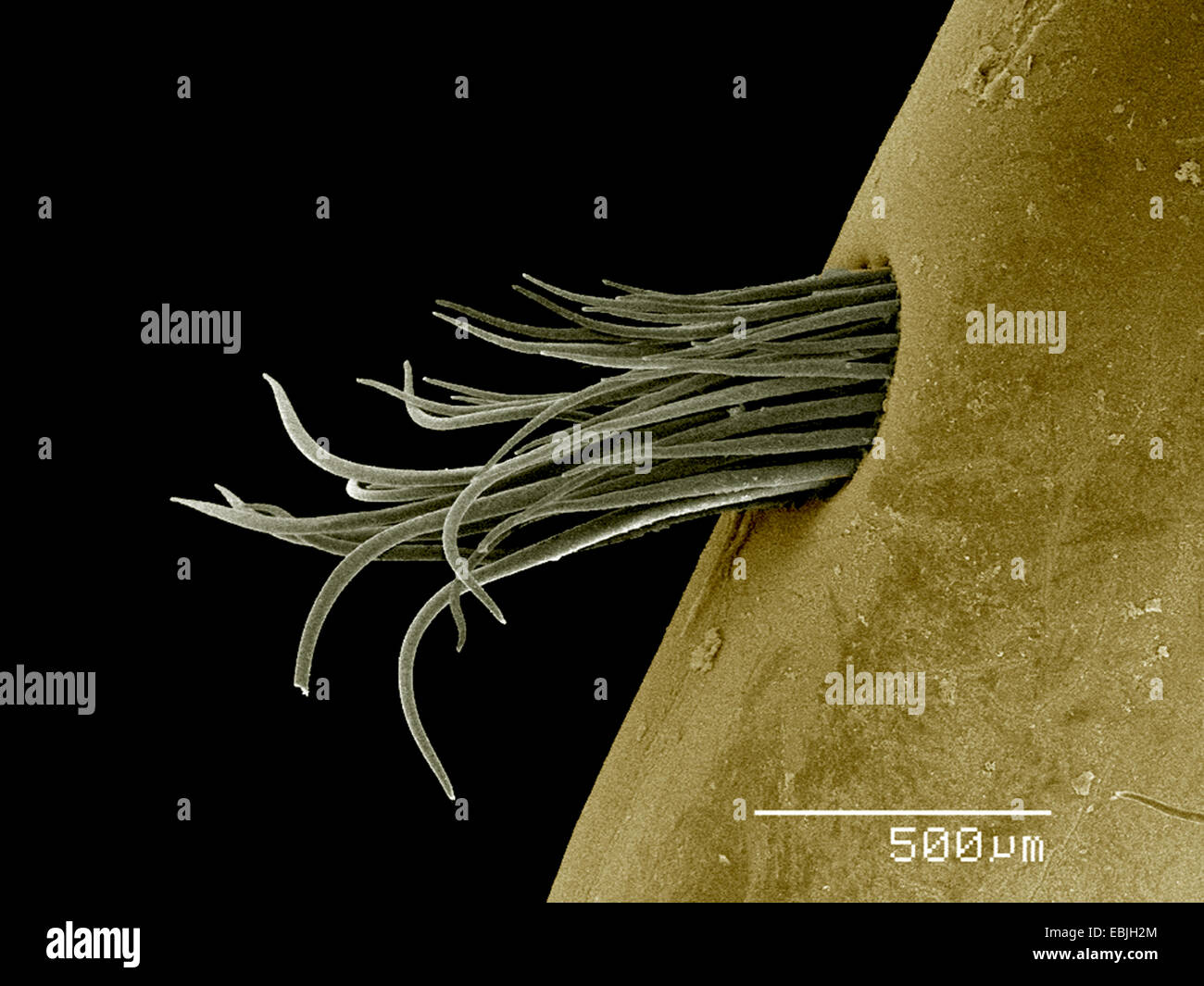 Claw anatomy hi-res stock photography and images - Alamy