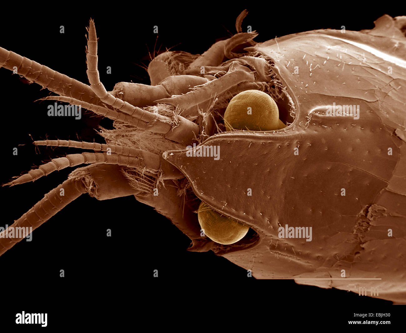 Crayfish head, Decaopda SEM Stock Photo - Alamy