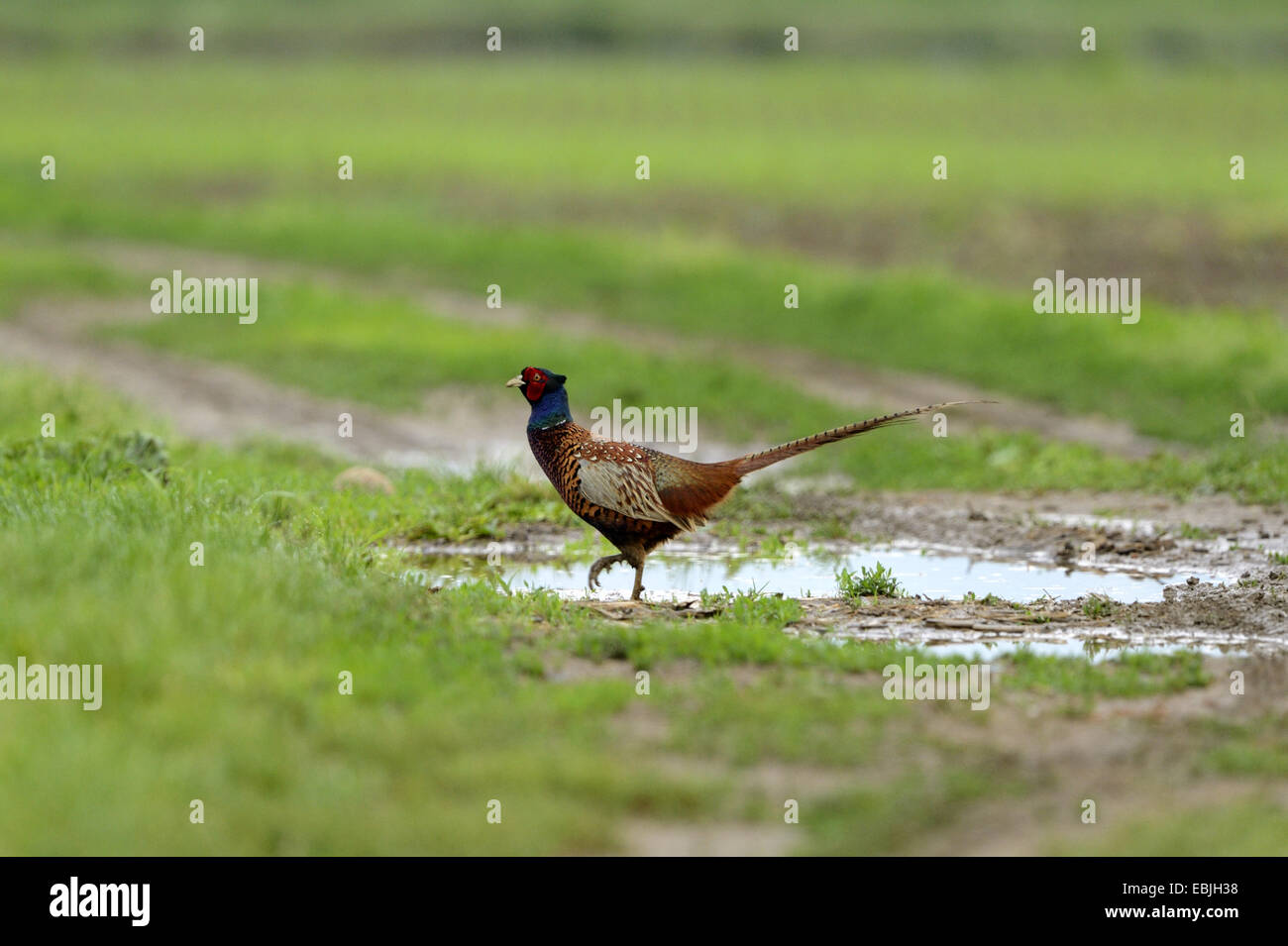 common pheasant, Caucasus Pheasant, Caucasian Pheasant (Phasianus ...