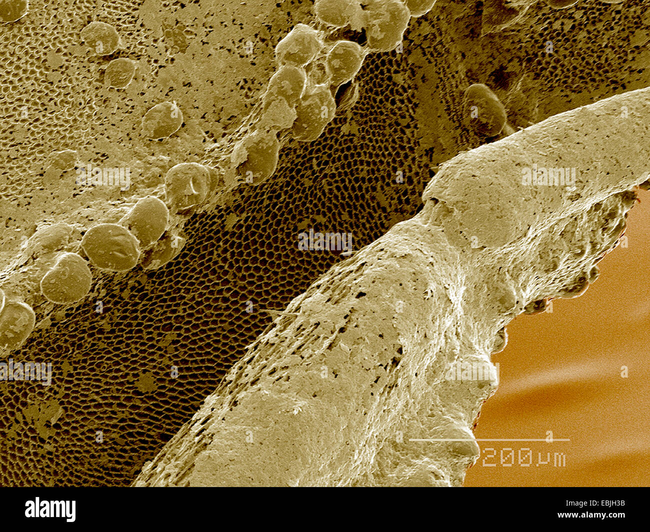 Antennal sulcus of Ambush bug SEM Stock Photo - Alamy