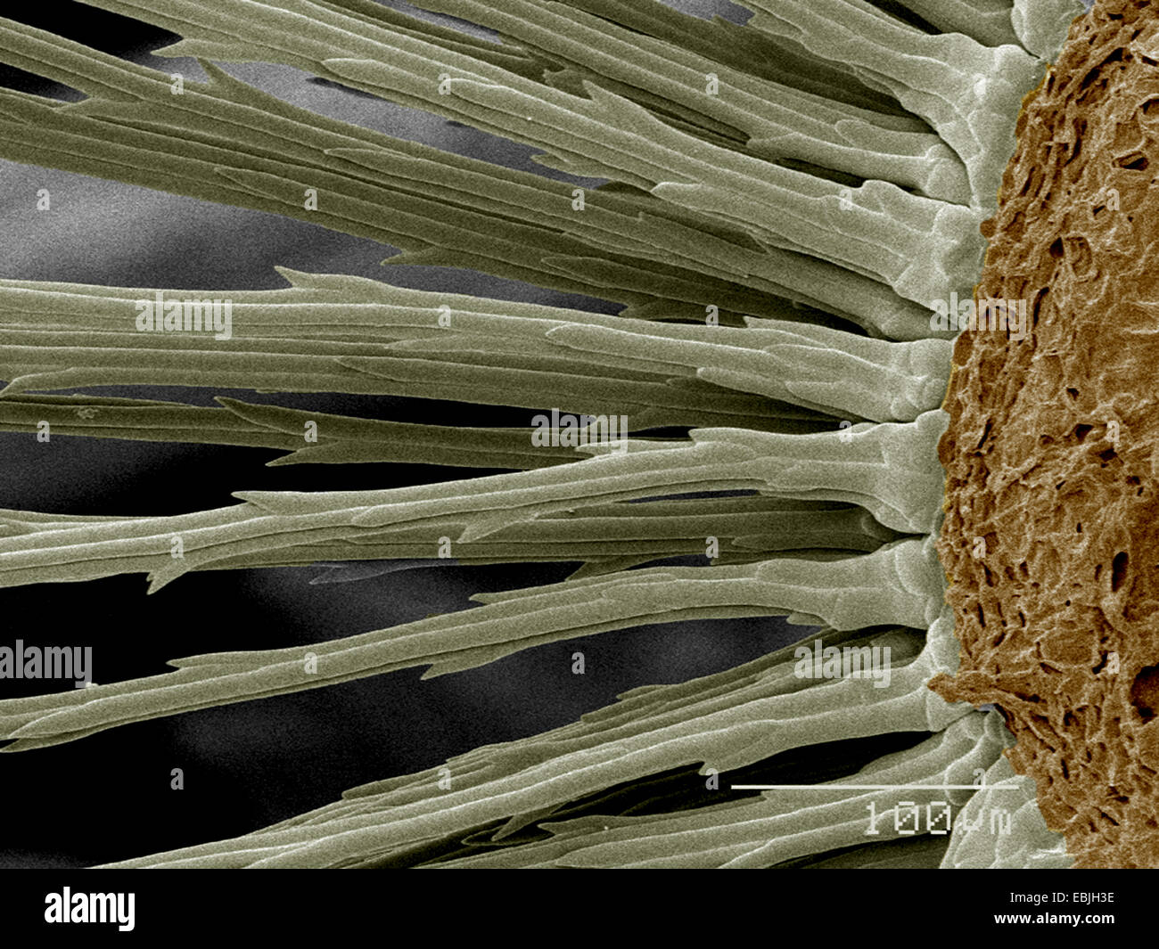 Ectron microscopy hi-res stock photography and images - Alamy