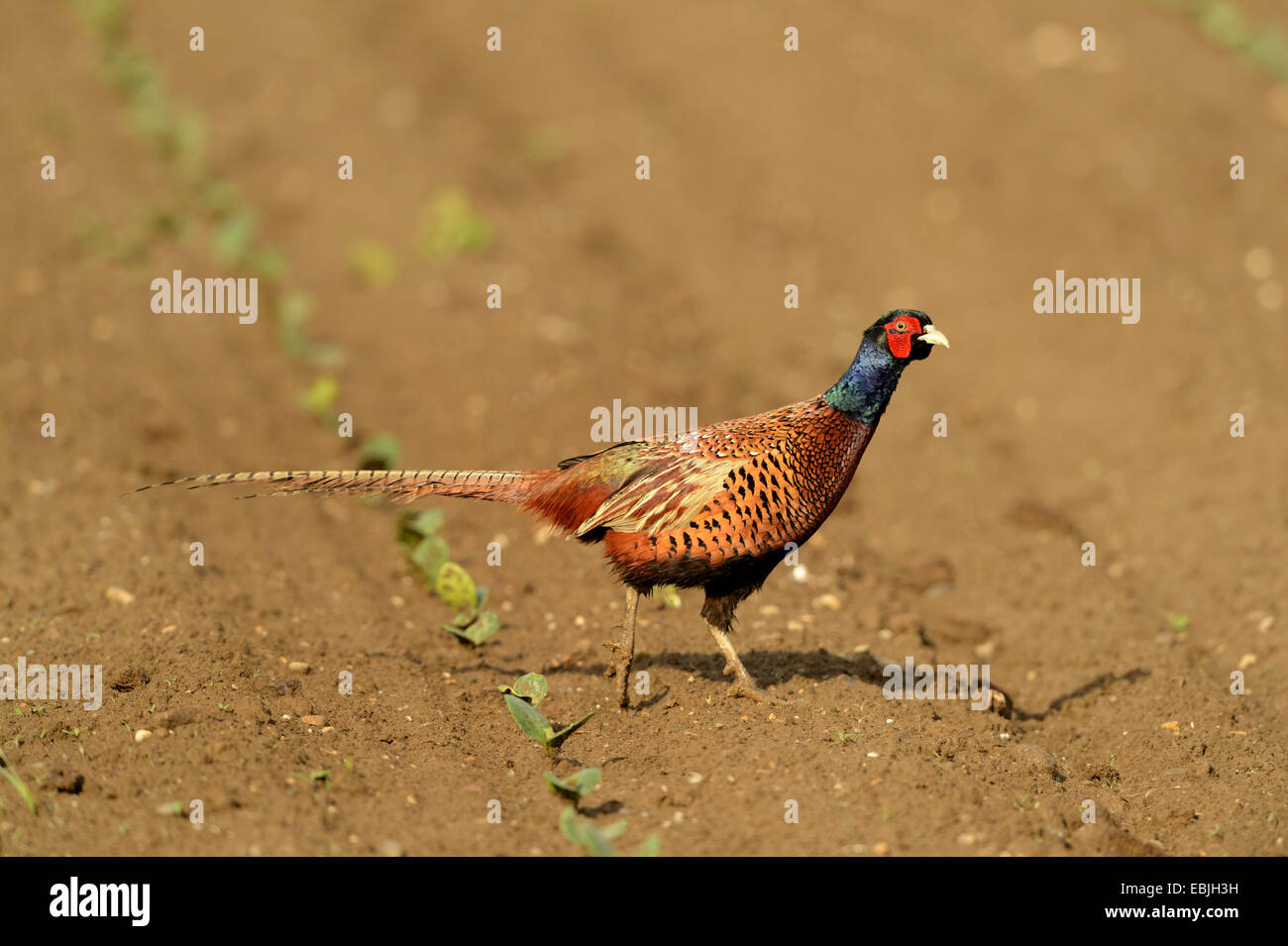 common pheasant, Caucasus Pheasant, Caucasian Pheasant (Phasianus ...
