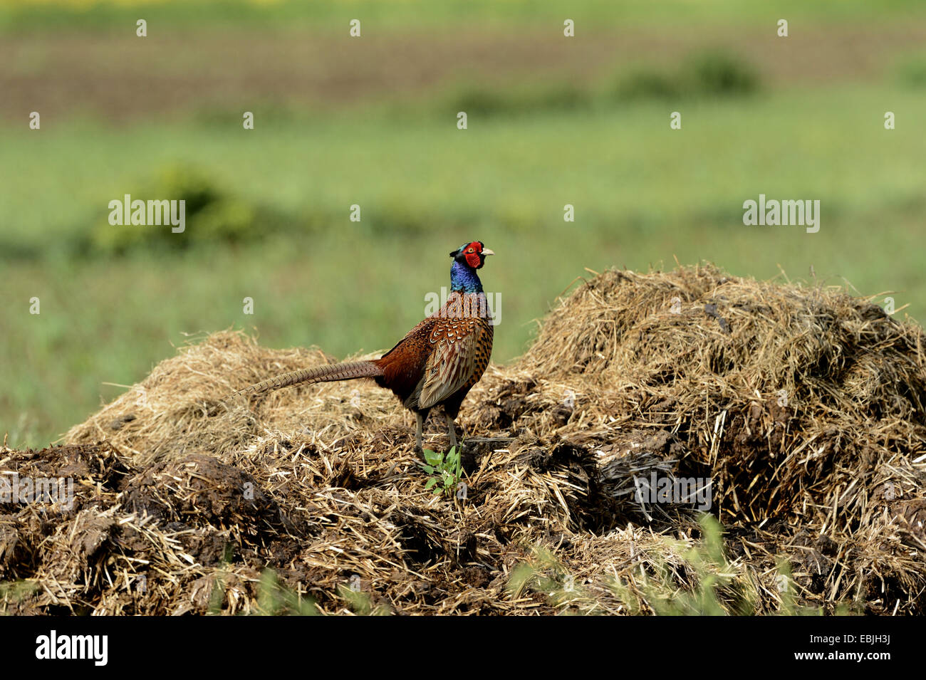 common pheasant, Caucasus Pheasant, Caucasian Pheasant (Phasianus ...