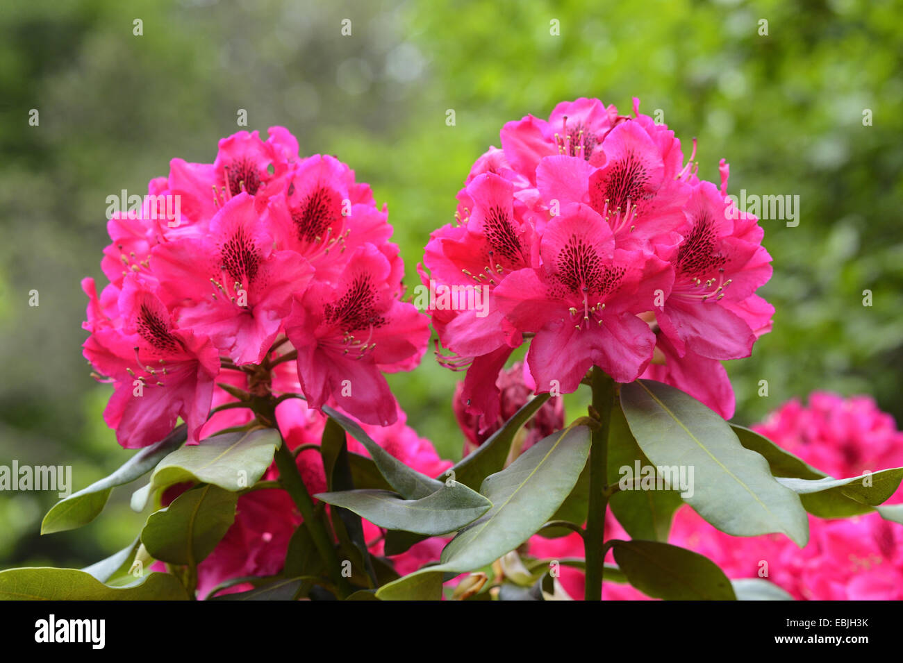 Catawba rhododendron, Catawba rose bay (Rhododendron catawbiense ...