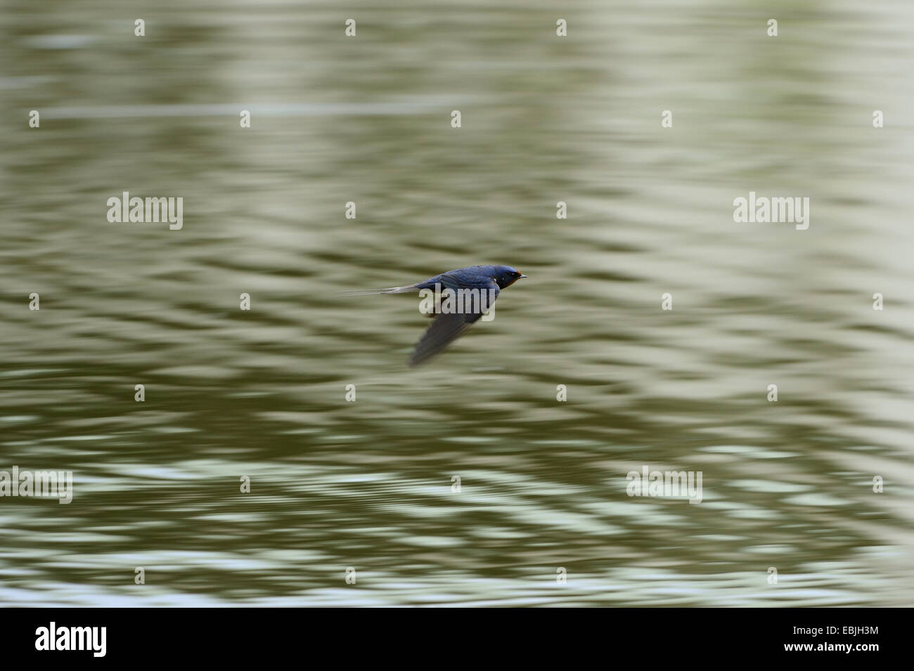 barn swallow (Hirundo rustica), hunting over water, Germany Stock Photo ...