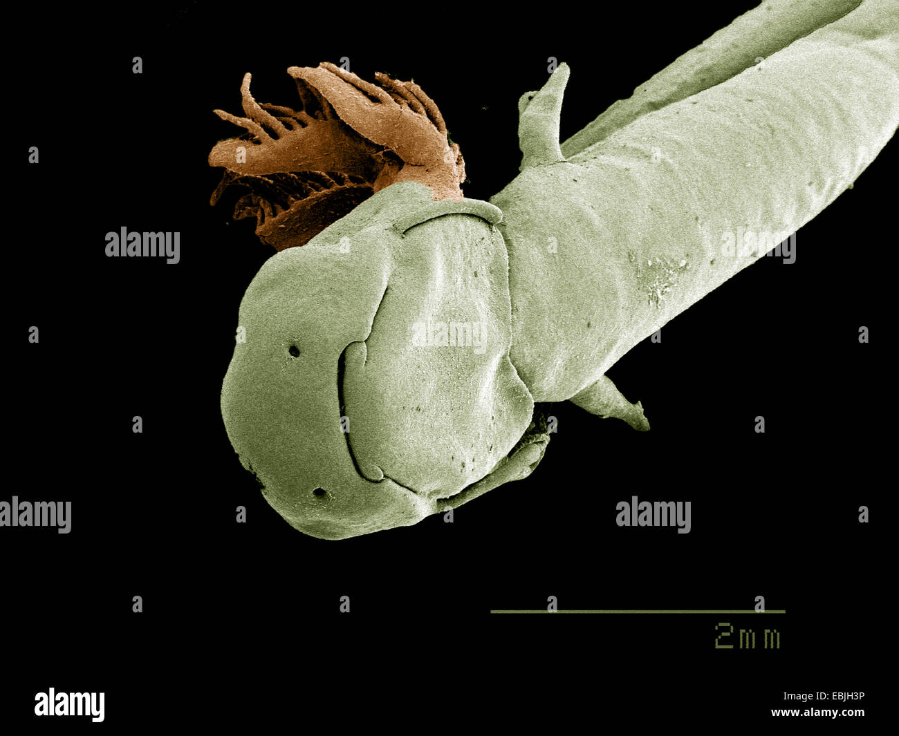 Salamander anatomy hi-res stock photography and images - Alamy