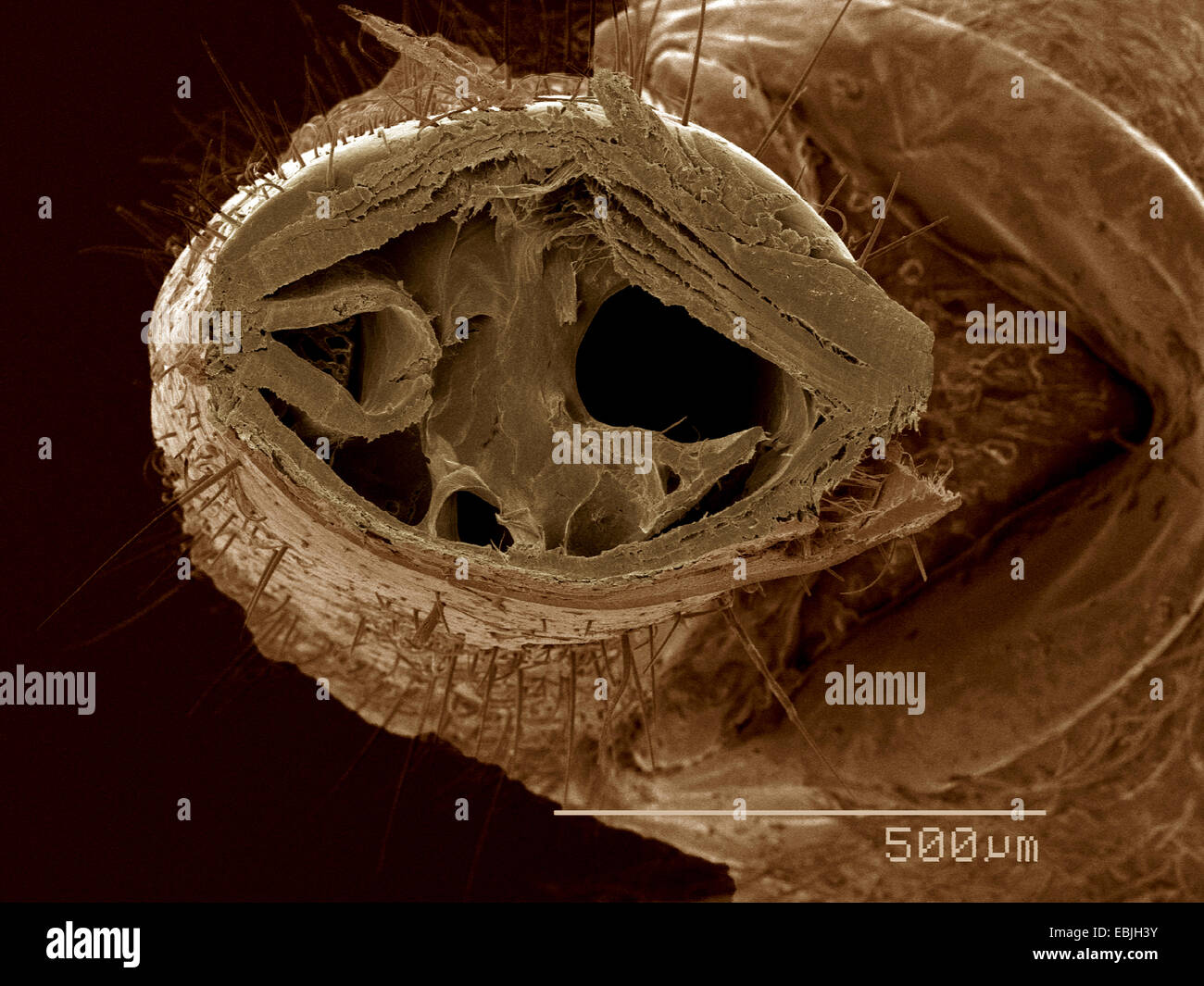 Cross section of mouth parts of Wheel bug, Arilius sp SEM Stock Photo ...