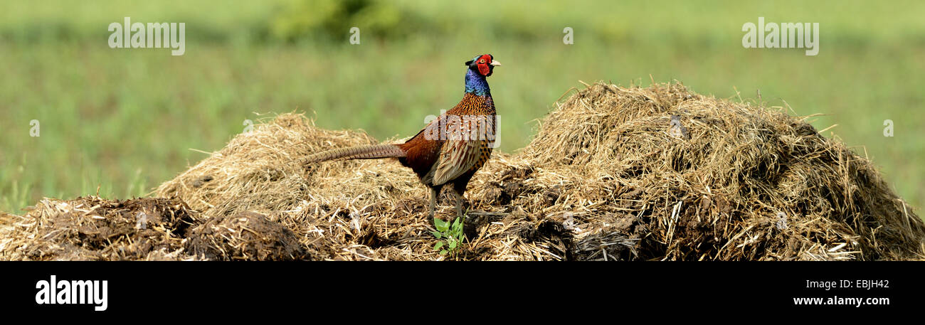 common pheasant, Caucasus Pheasant, Caucasian Pheasant (Phasianus ...