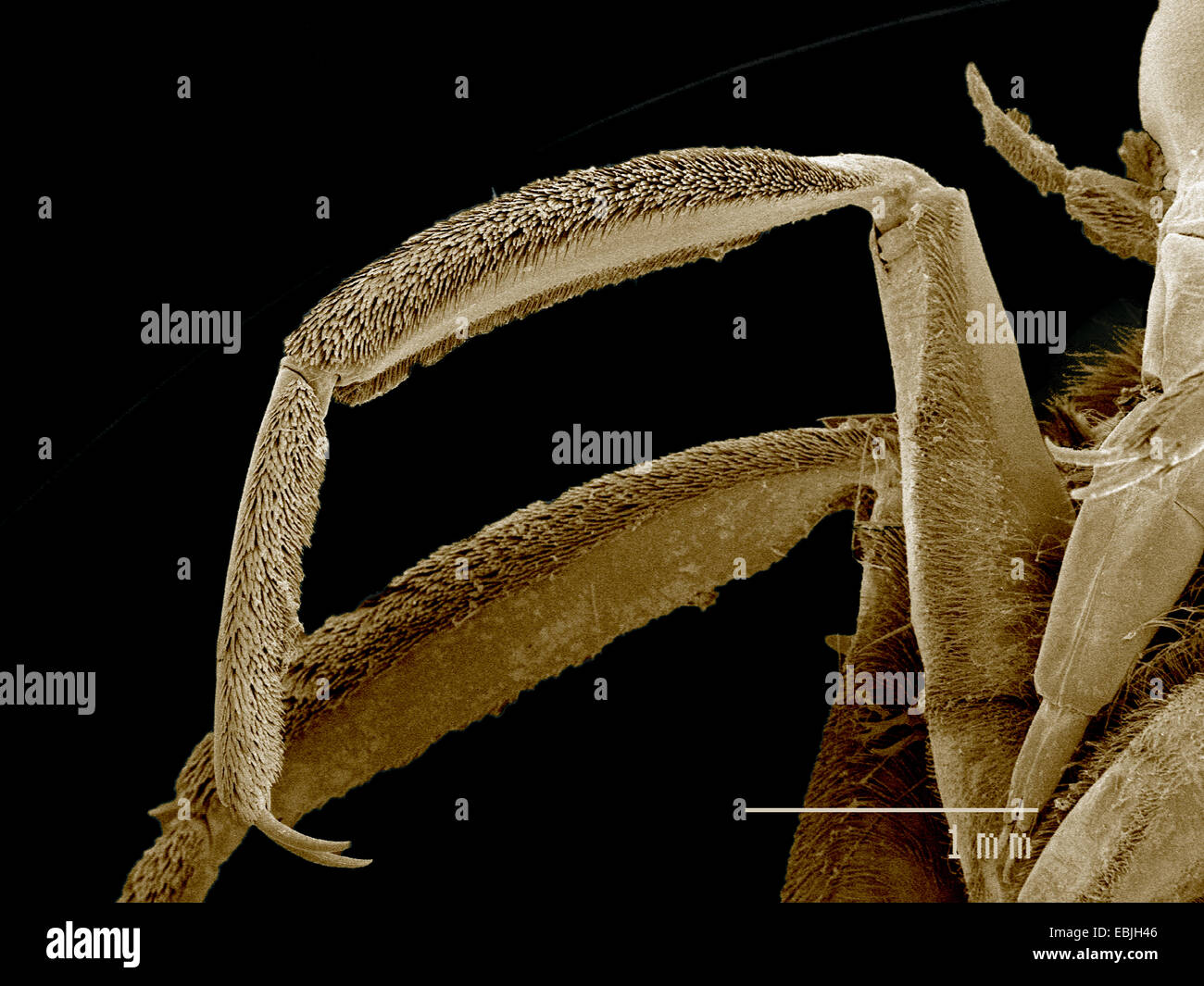 Ron microscopy hi-res stock photography and images - Alamy