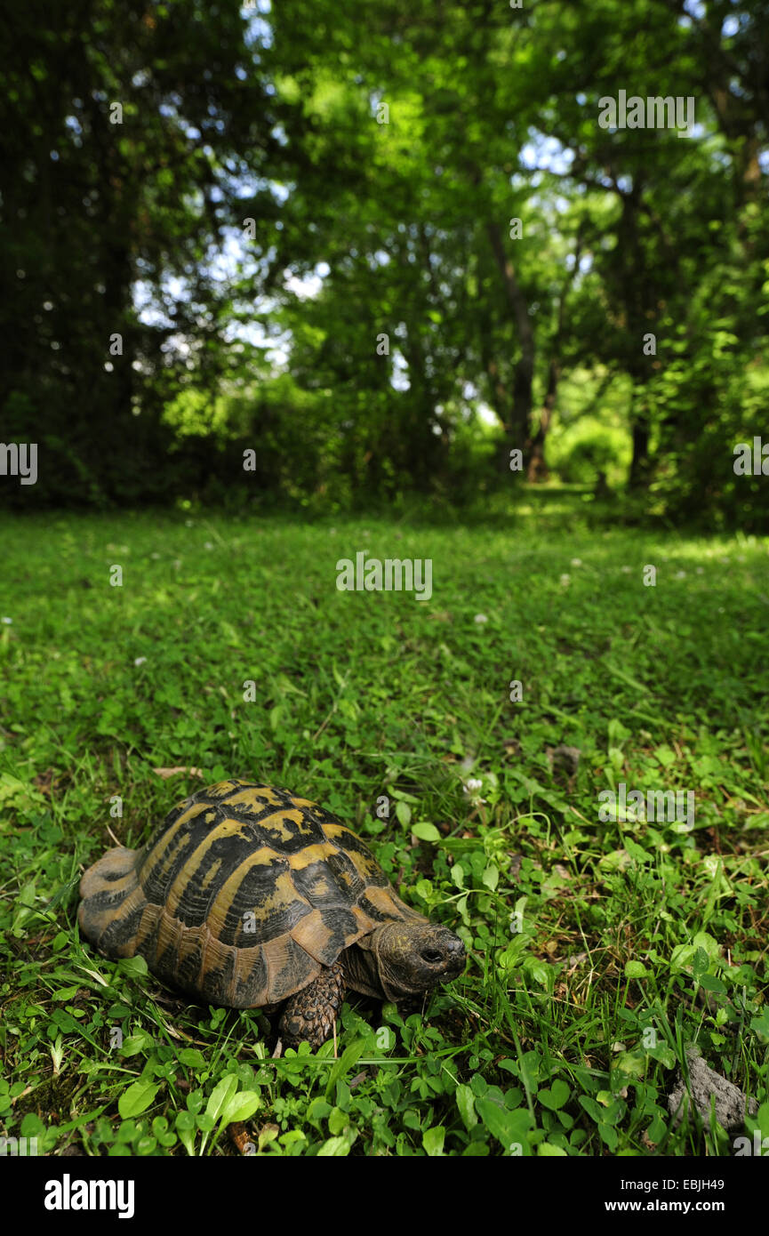 Hermanns tortoise, Greek tortoise, Boettgers tortoise (Testudo hermanni ...