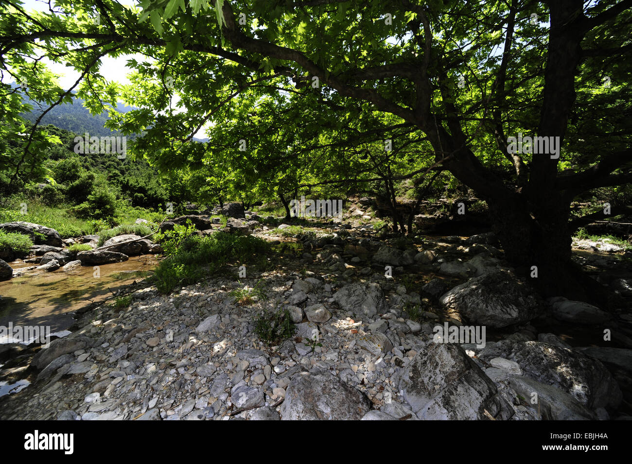 shadow under a tree, Greece, Macedonia, Olymp Stock Photo - Alamy