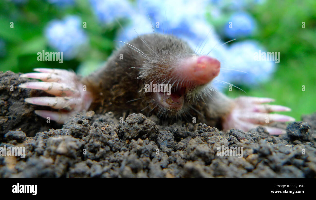 European mole (Talpa europaea), looking out of a molehill, Germany ...