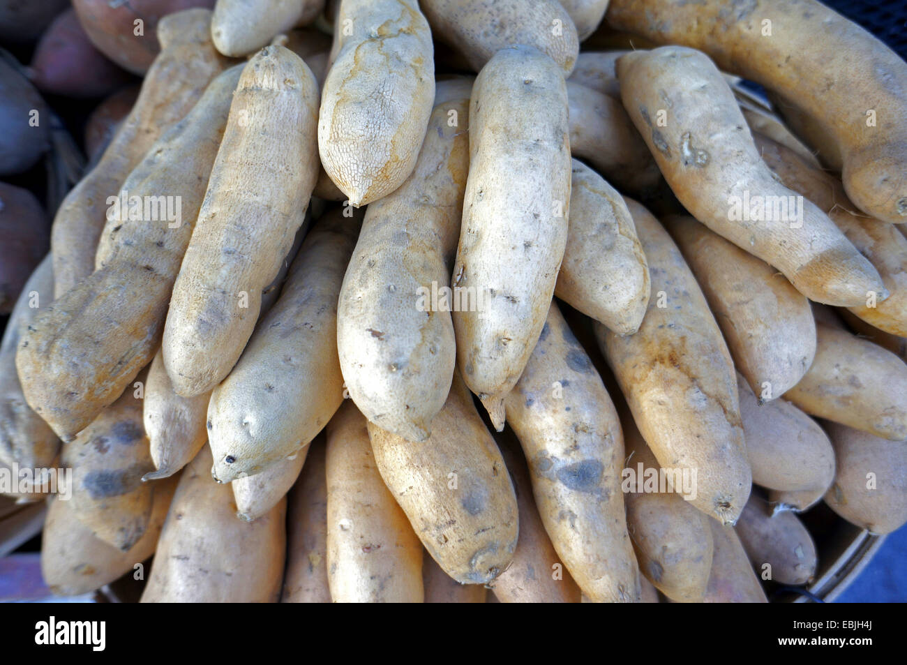 potato (Solanum tuberosum), longish potatoes, USA, California Stock ...