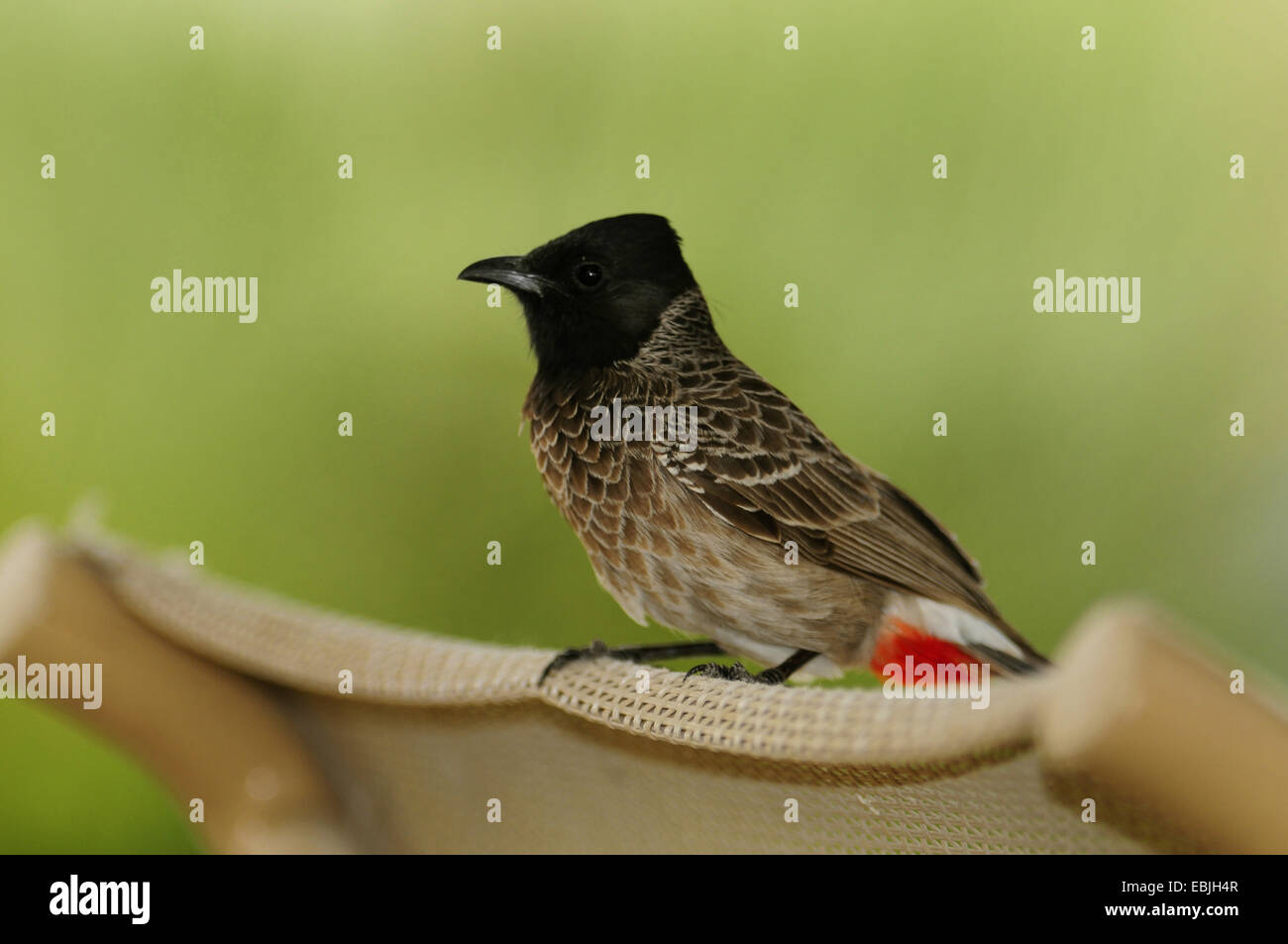 red-vented bulbul (Pycnonotus cafer), sitting on a chairback, Qatar ...