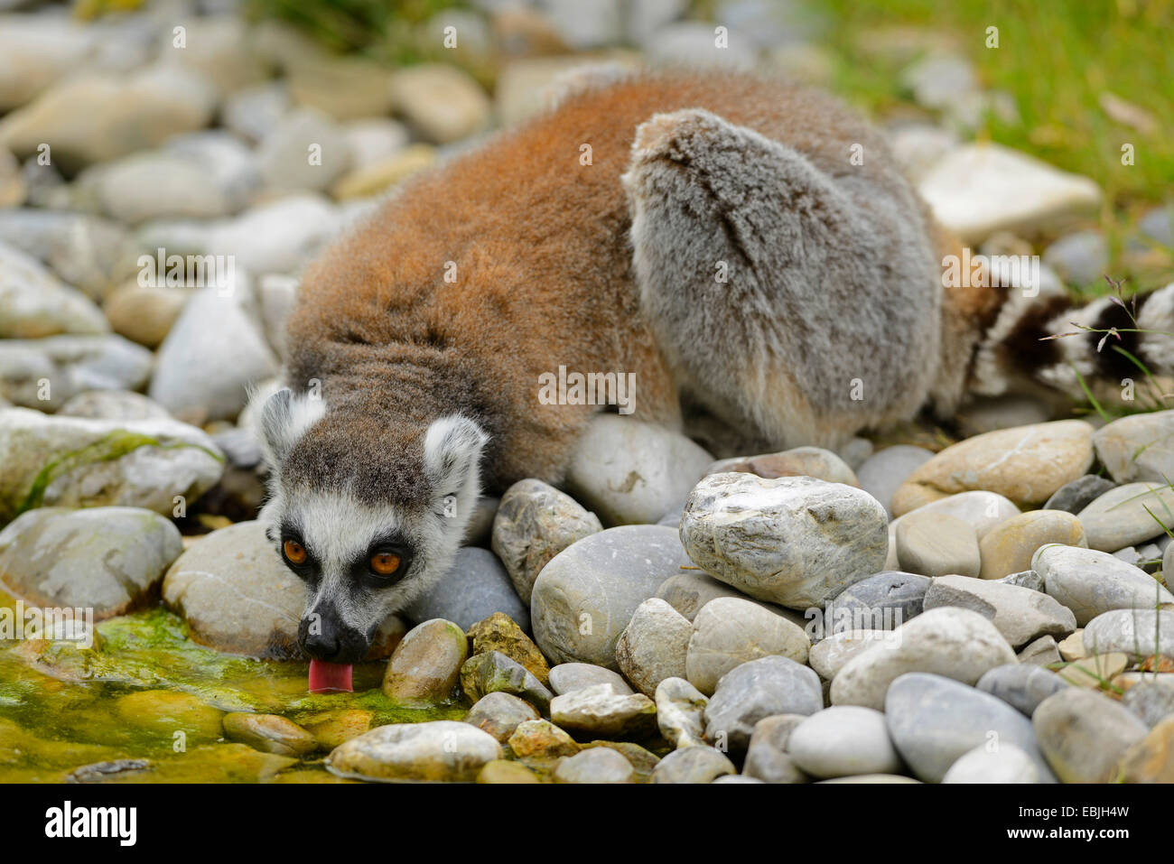 ring-tailed lemur (Lemur catta), sitting on the waterfront and drinking ...