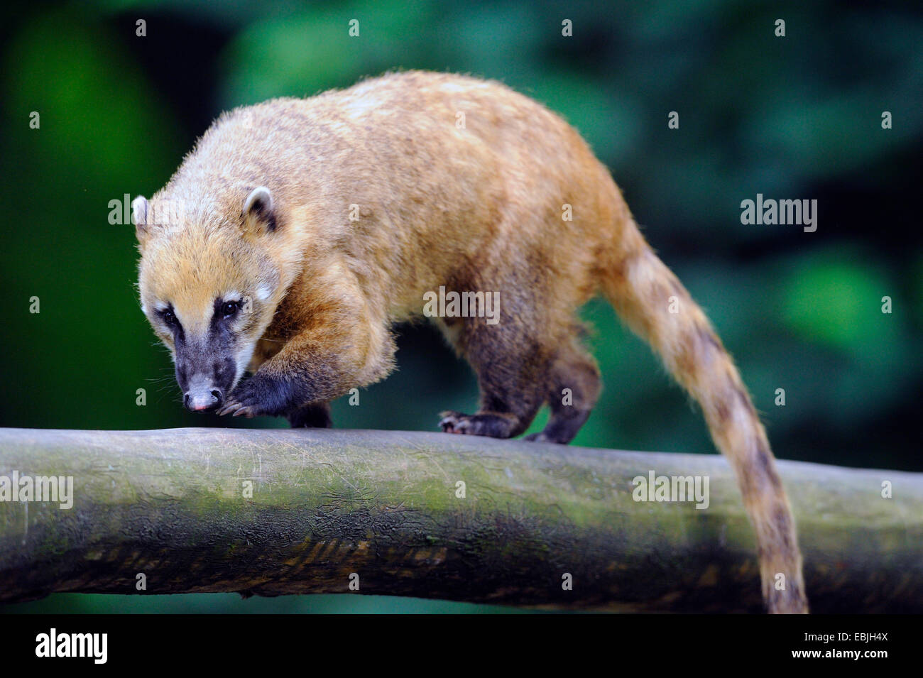 coatimundi, common coati, brown-nosed coati (Nasua nasua), walking on a ...