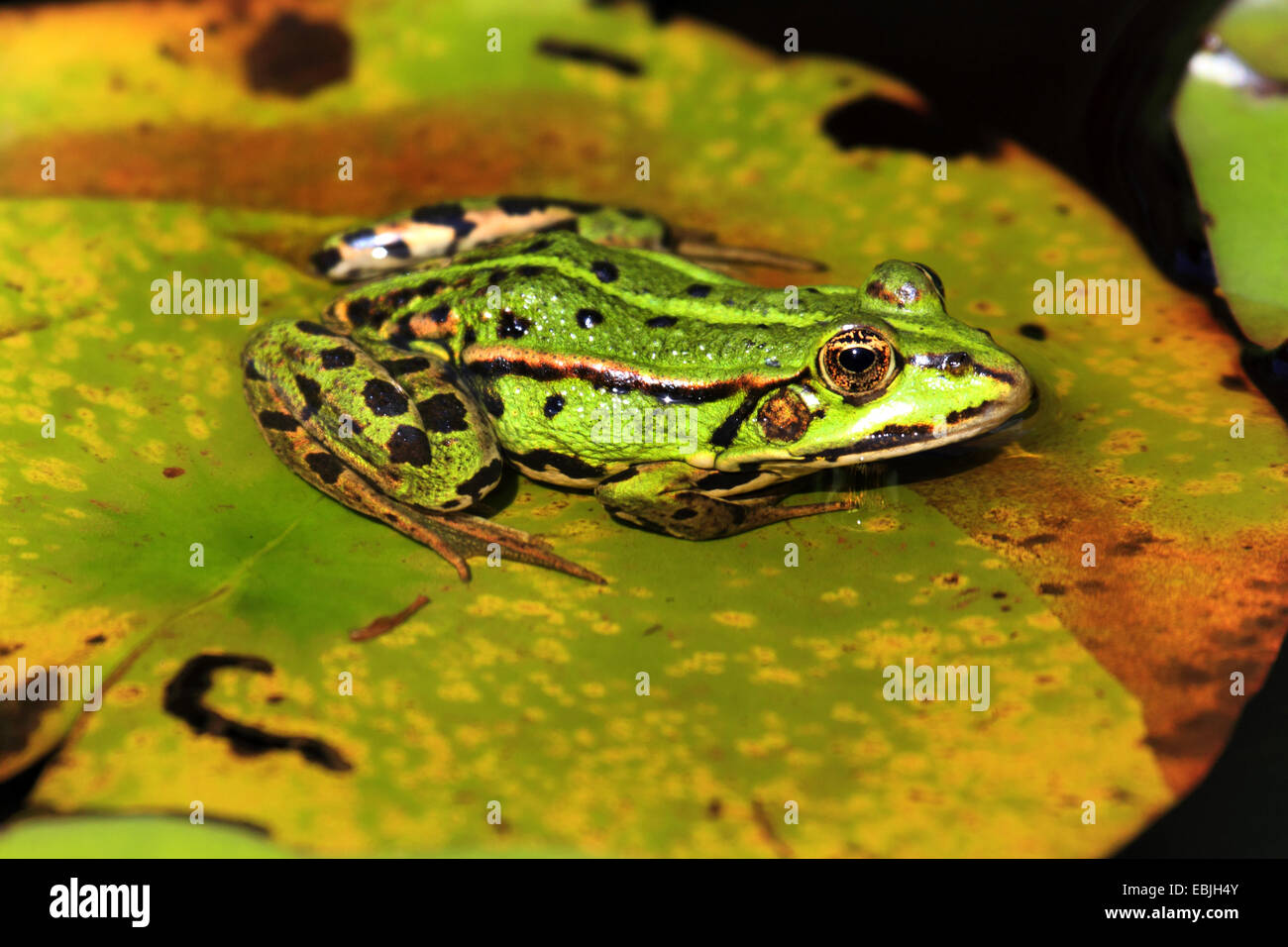European edible frog, common edible frog (Rana kl. esculenta, Rana ...